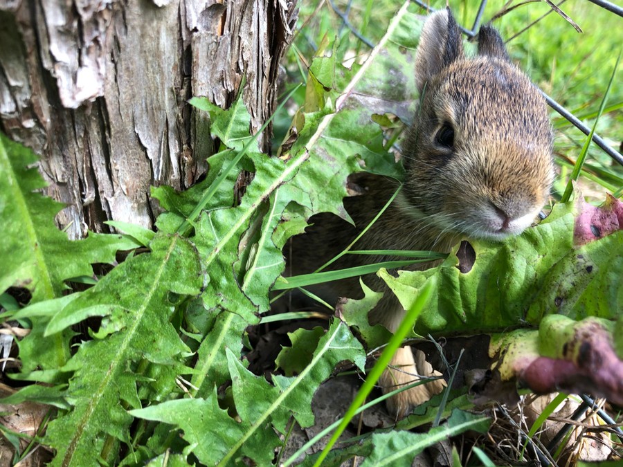 Vermont: Images of the Green Mountain State - The Atlantic