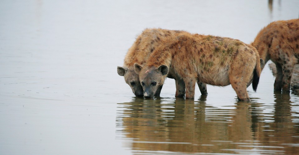 Arctic Hyenas Once Roamed North America - The Atlantic