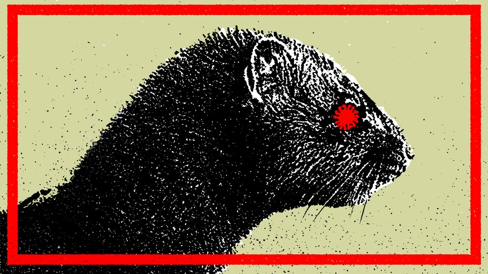 We Have a Mink Problem - The Atlantic