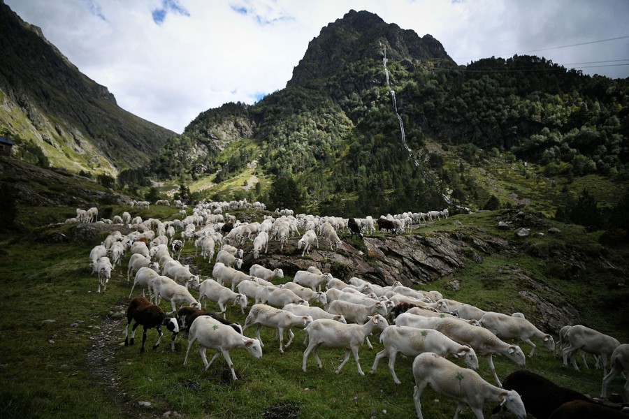 A New Generation of Shepherds in the French Pyrenees - The Atlantic
