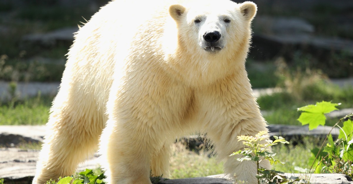 Why Canada Is Still Stuck With Our Dead Polar Bears - The Atlantic