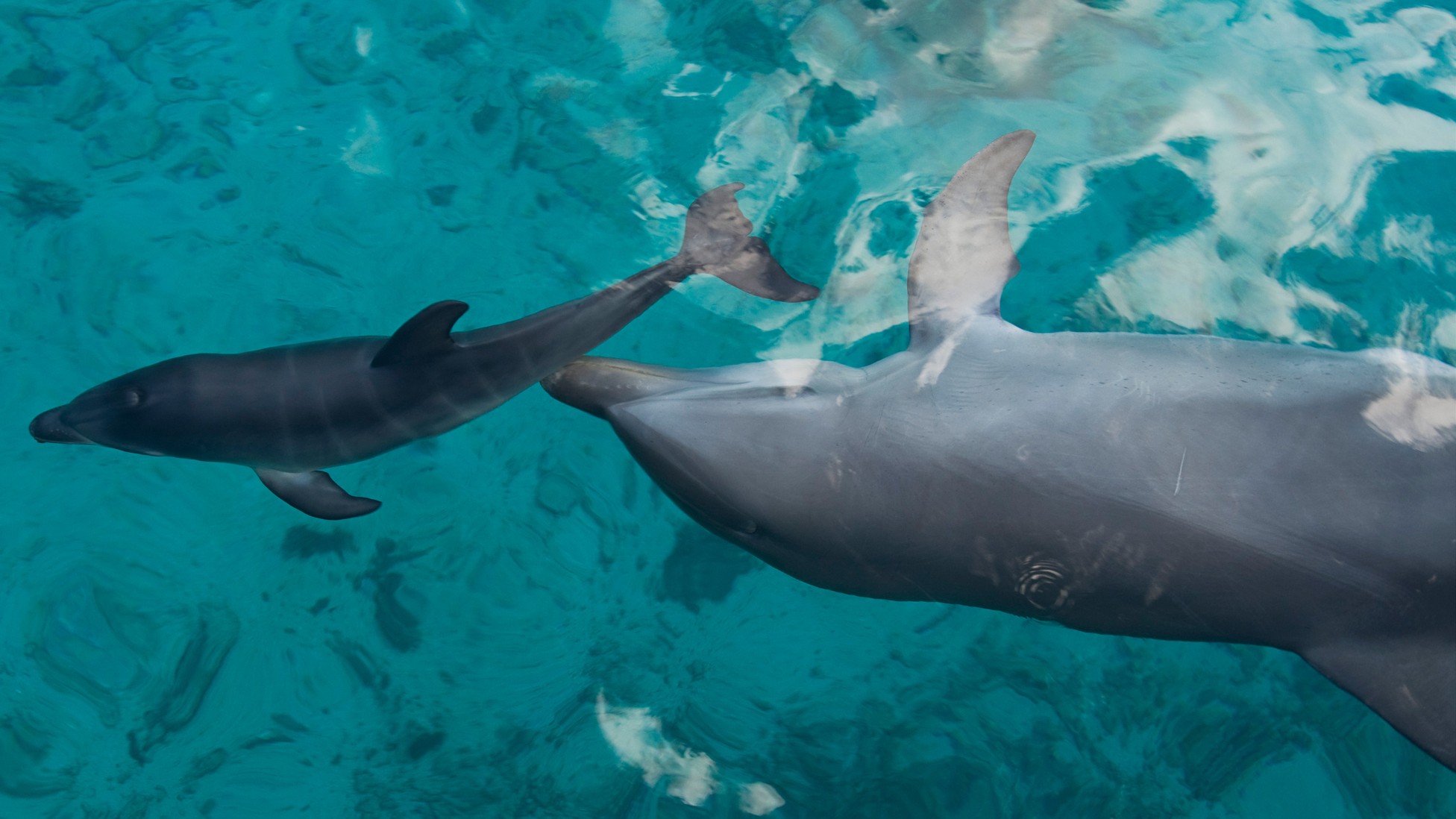 Dolphins and Humans Have an Endearing Trait in Common - The Atlantic