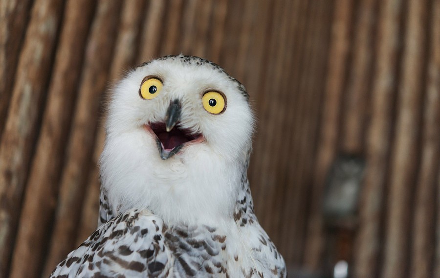 Superb Owl Sunday II - The Atlantic