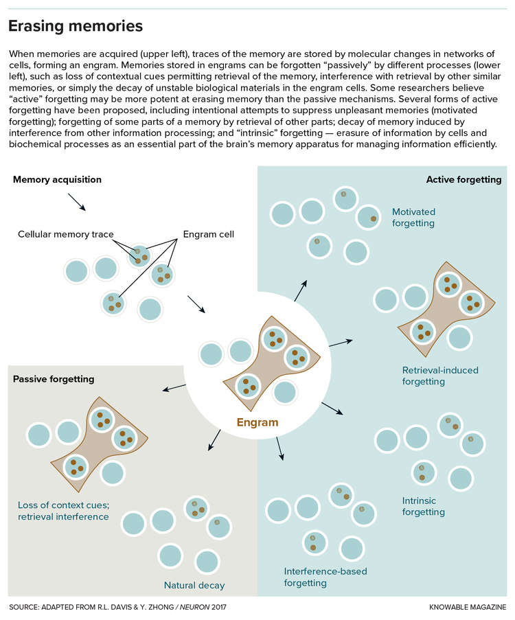 How Active Forgetting Makes Memory Efficient - The Atlantic