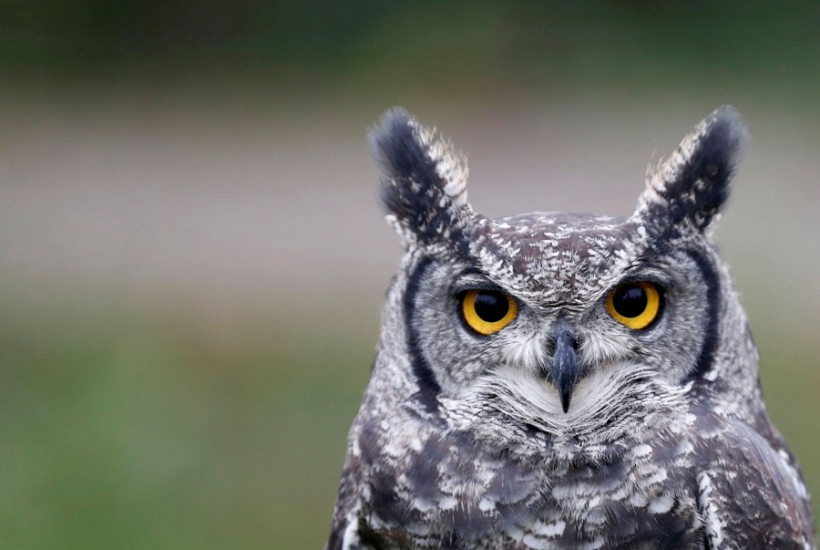 Photos: Superb Owl Sunday III - The Atlantic