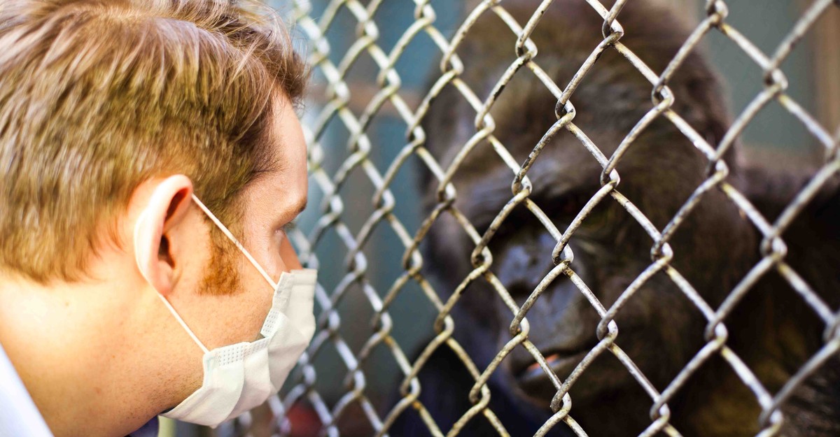 What Koko the Sign-Language-Speaking Gorilla Can Teach Us About Being ...