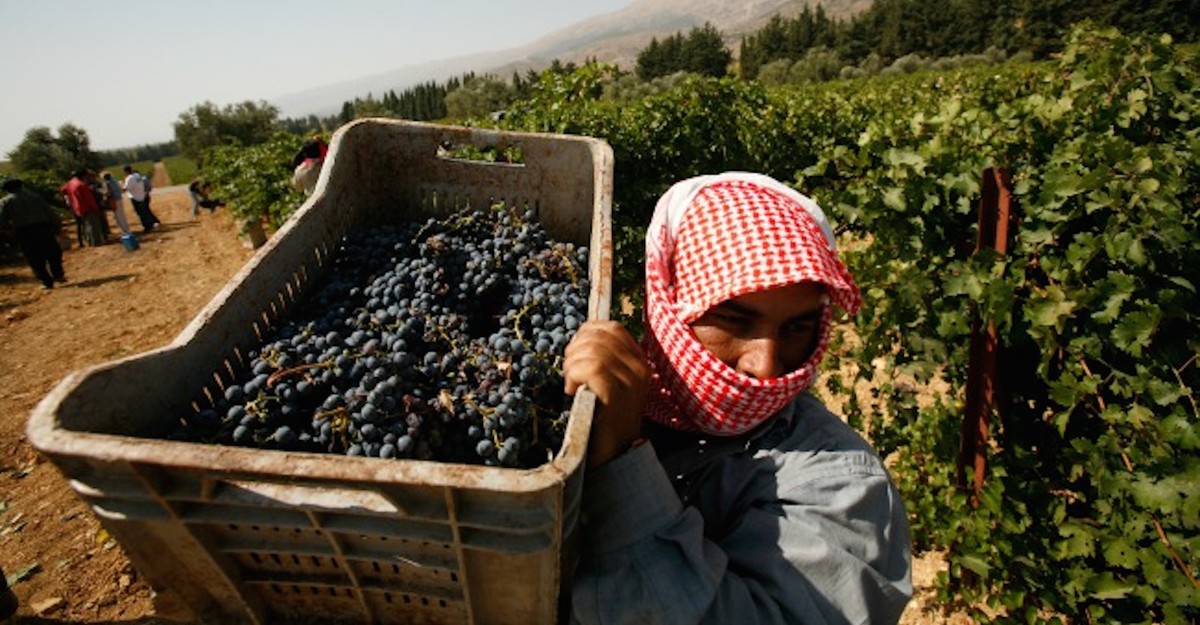 Making Wine in Wartime Syria - The Atlantic