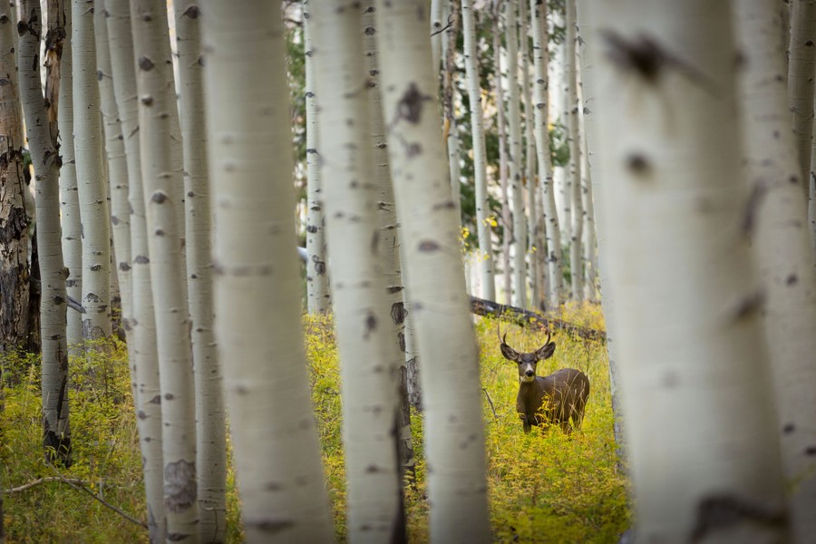 Colorado: Images of the Centennial State - The Atlantic
