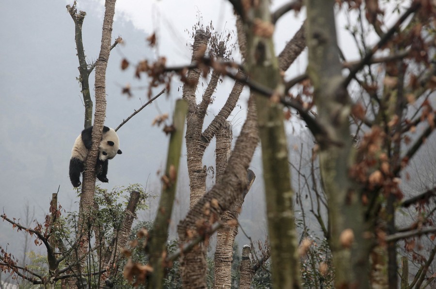 The Sichuan Giant Panda Bases and Sanctuaries - The Atlantic