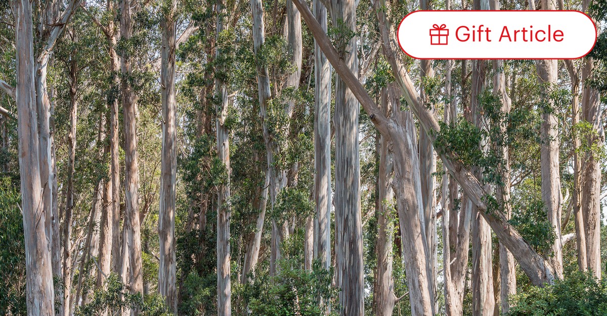 gum tree same as eucalyptus