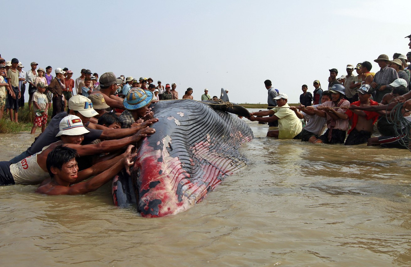 The Worldwide Appeal of Rotting Whale Carcass Tourism - The Atlantic