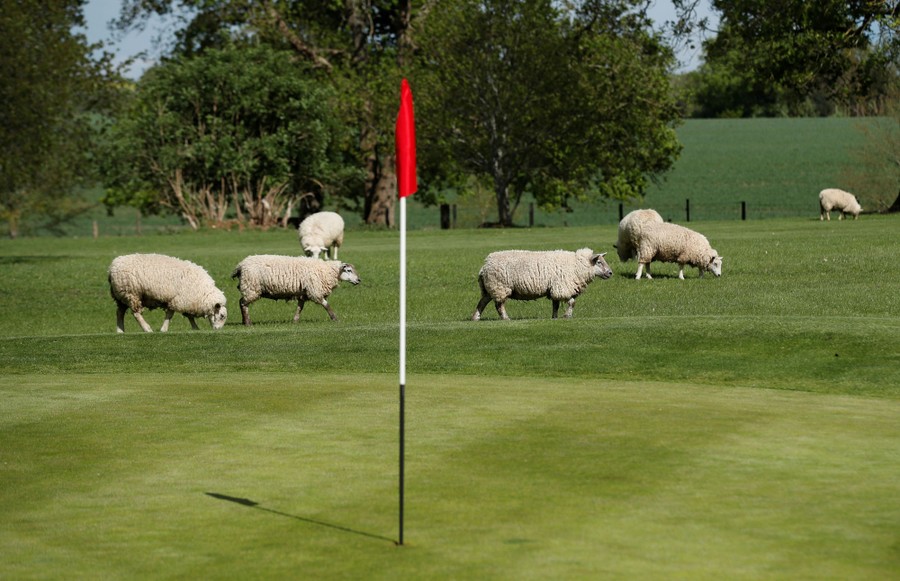 Photos: Animals During the Pandemic - The Atlantic