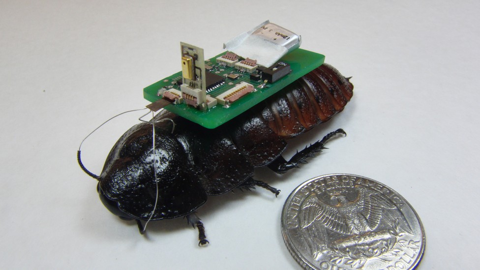 This Cyborg Cockroach Could Save Your Life Someday - The Atlantic