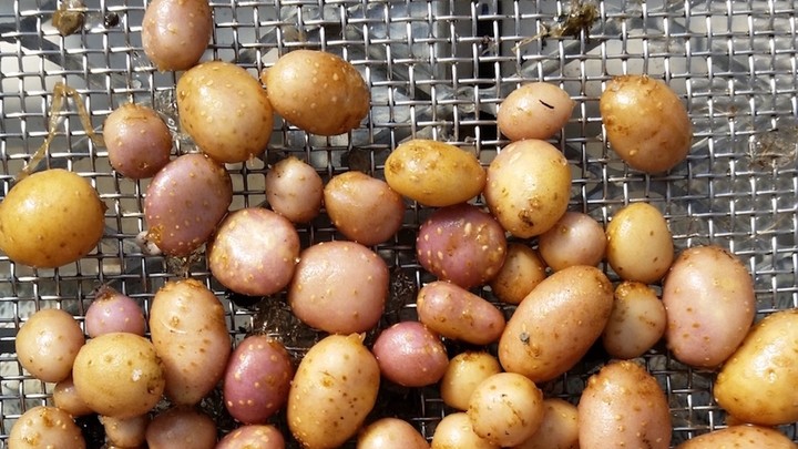 The Persistence of North America's Oldest Potato - The Atlantic