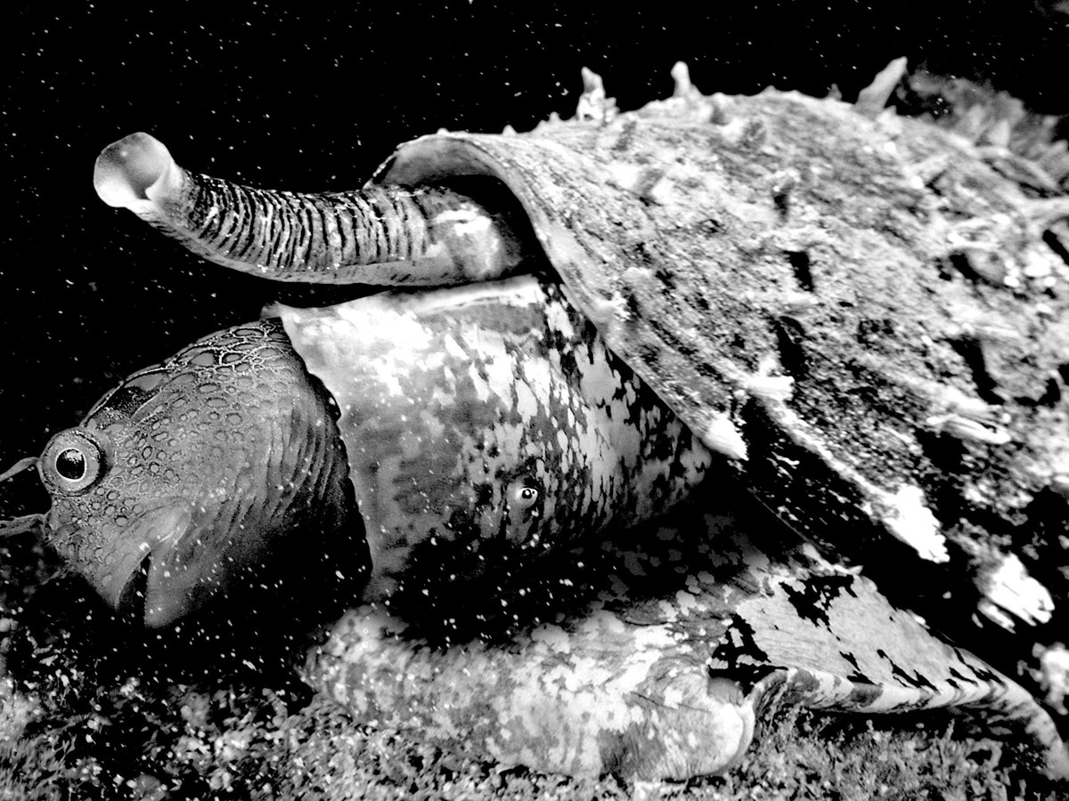 Most Poisonous Snail