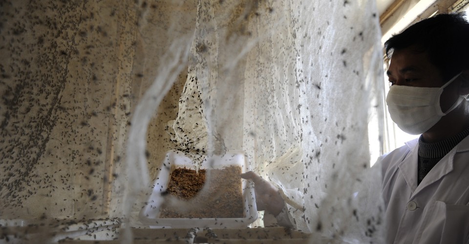 The Medical Uses of Maggots - The Atlantic