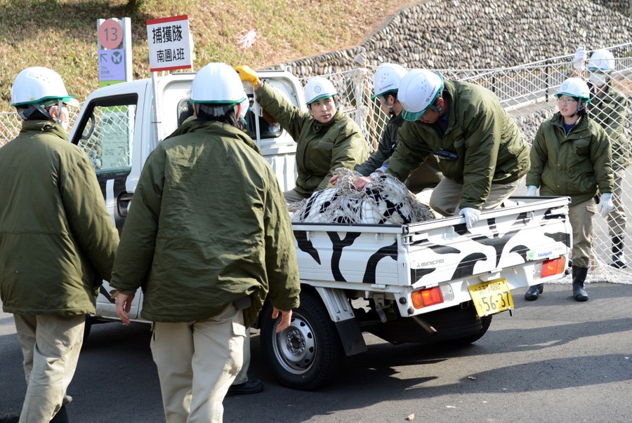 Zoo Security Drills: When Animals Escape - The Atlantic