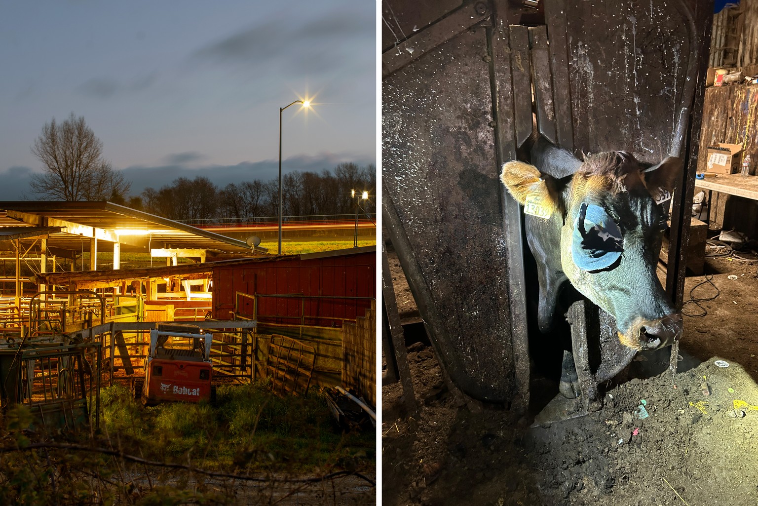 The Suffering Behind ‘Humane,’ Organic Milk - The Atlantic