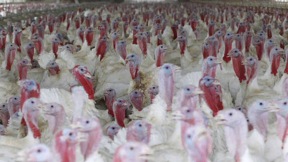 Thanksgiving History: How Turkey Spread Around the World - The Atlantic