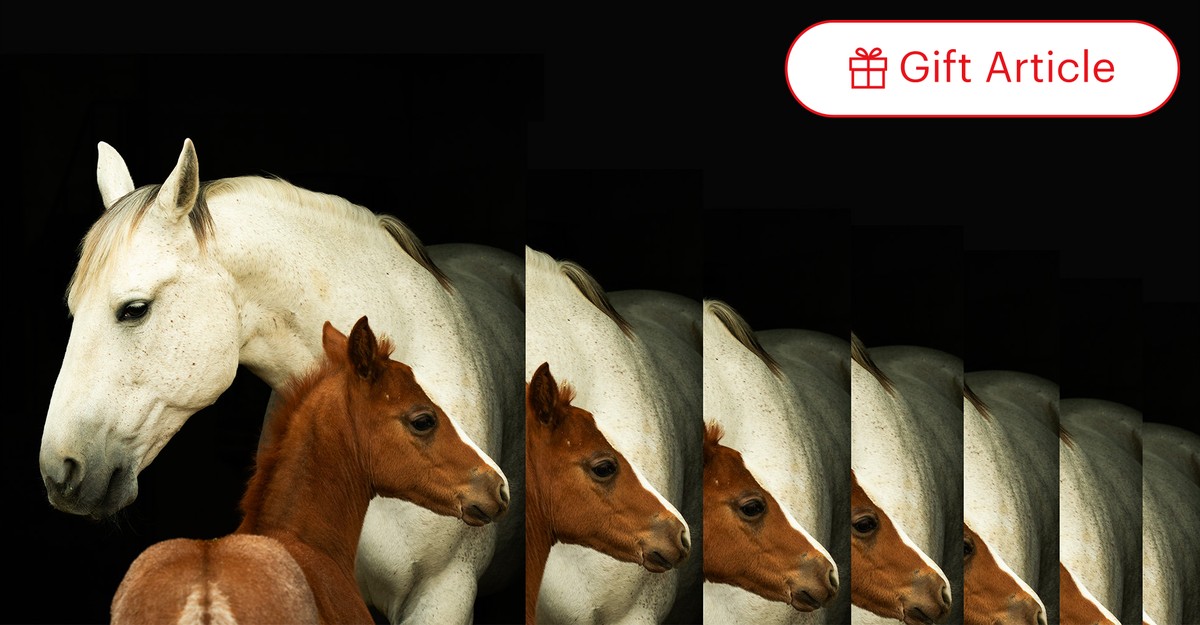 animal cloning case study