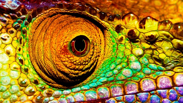 How Chameleons Change Color - The Atlantic