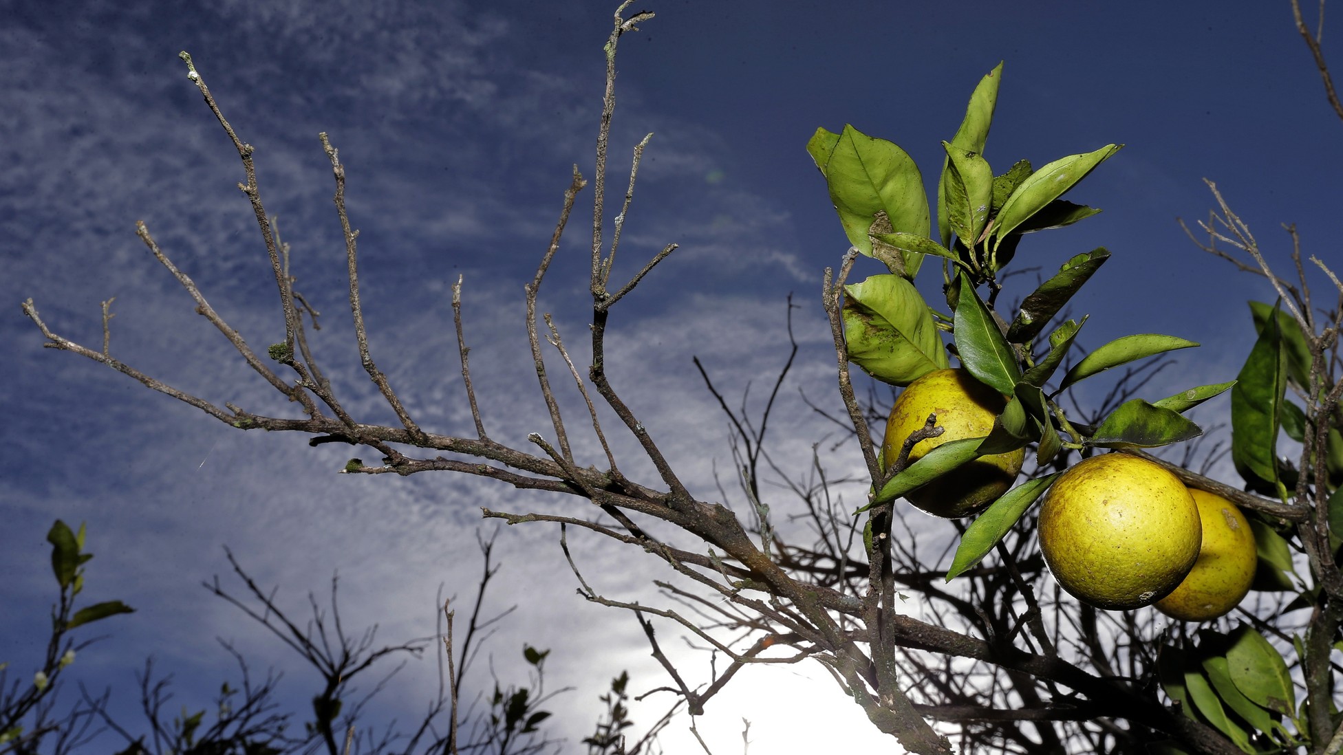 The Secret History of Citrus - The Atlantic