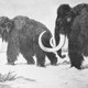 Arctic Hyenas Once Roamed North America - The Atlantic