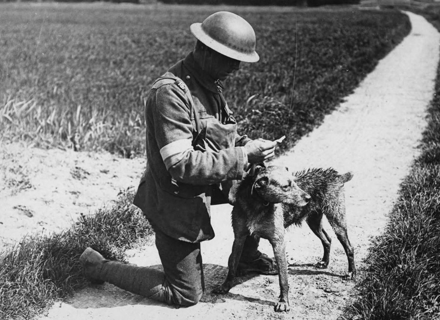 World War I in Photos: Animals at War - The Atlantic
