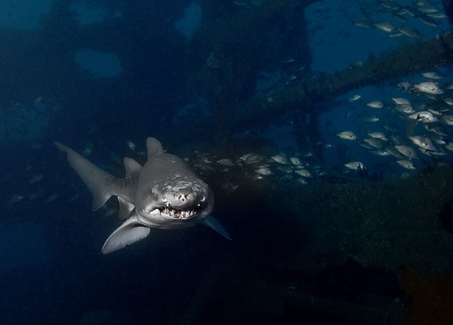 2016 Nat Geo Nature Photographer of the Year, Part II - The Atlantic