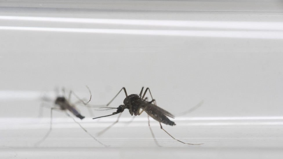 How NIH, CDC Are Combatting Zika in the Middle of a Congressional Fight ...