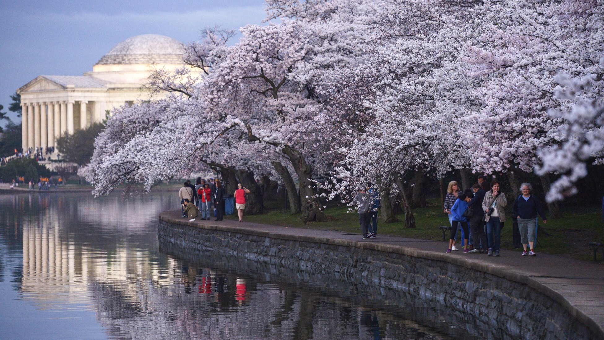 How to Enjoy Washington's Cherry Blossoms Without Crowds - The Atlantic