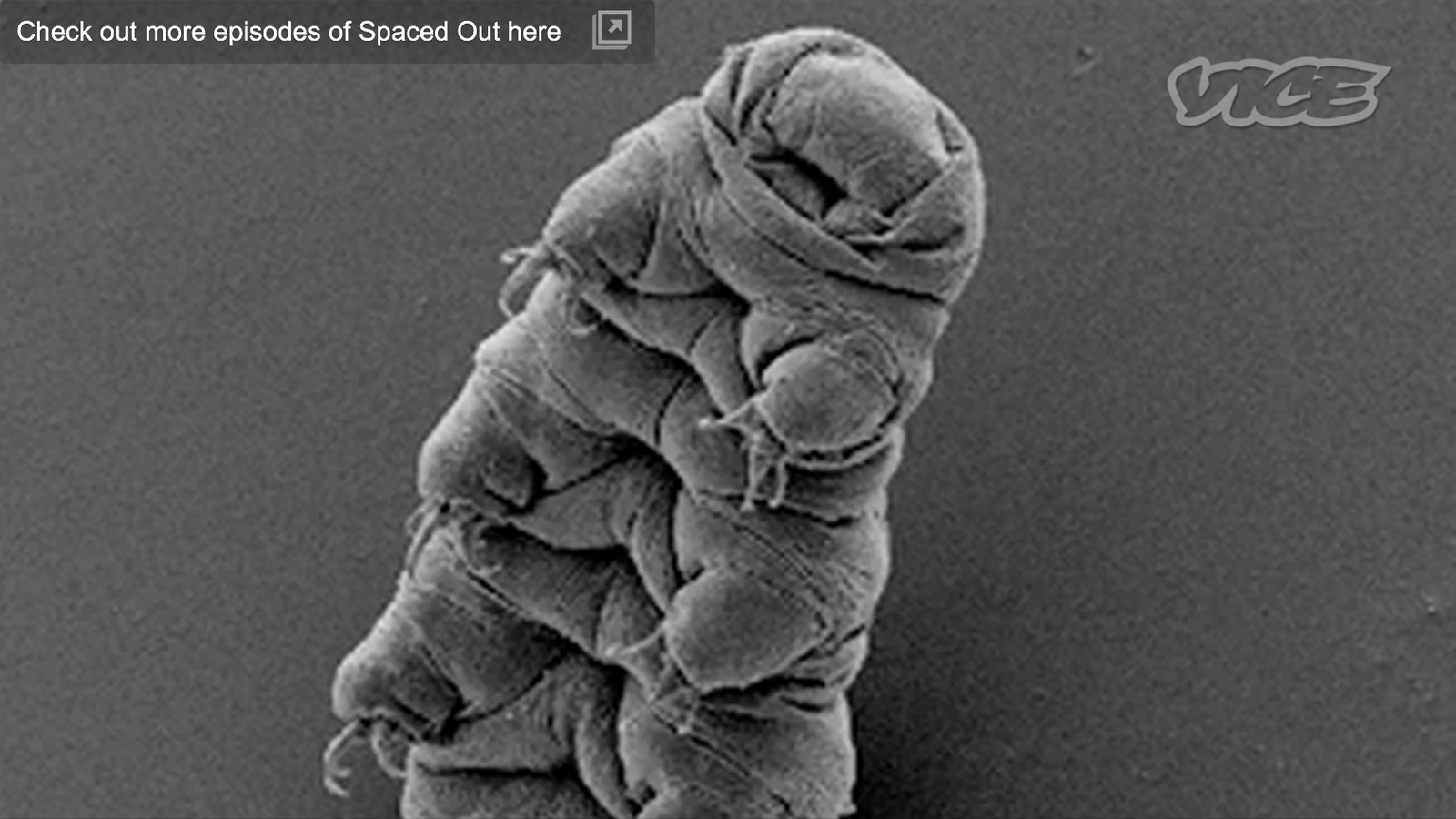 microscopic organisms