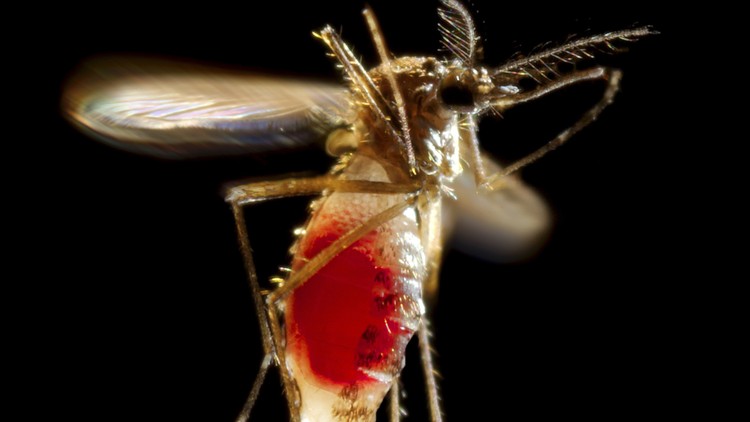 Genetically Modified Mosquitoes and the Future of Disease Control - The ...