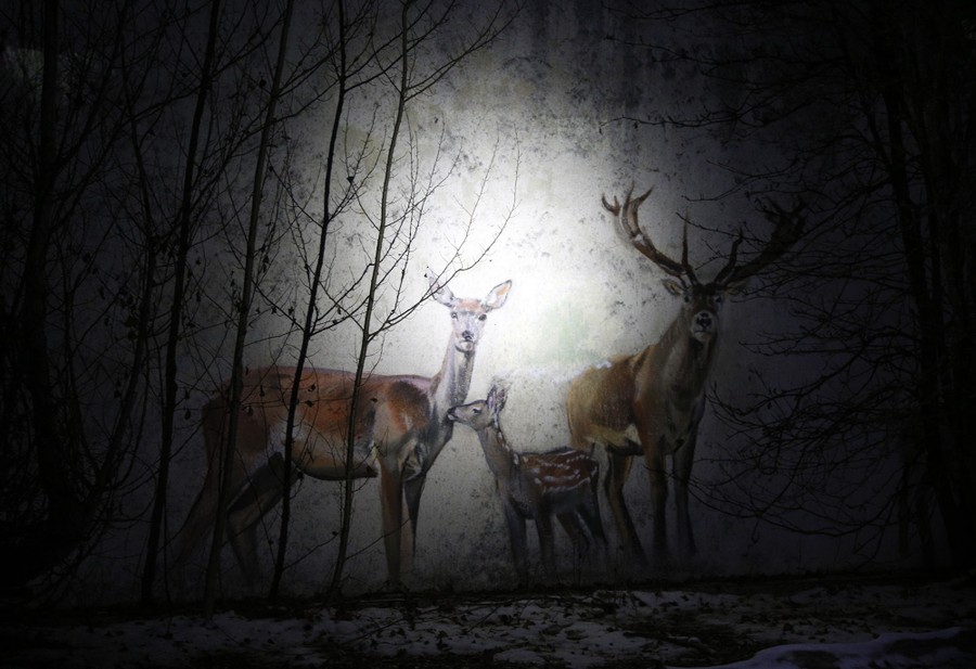 Photos of the Week: Thailand Skywalk, Chernobyl Deer, Laser Garden ...