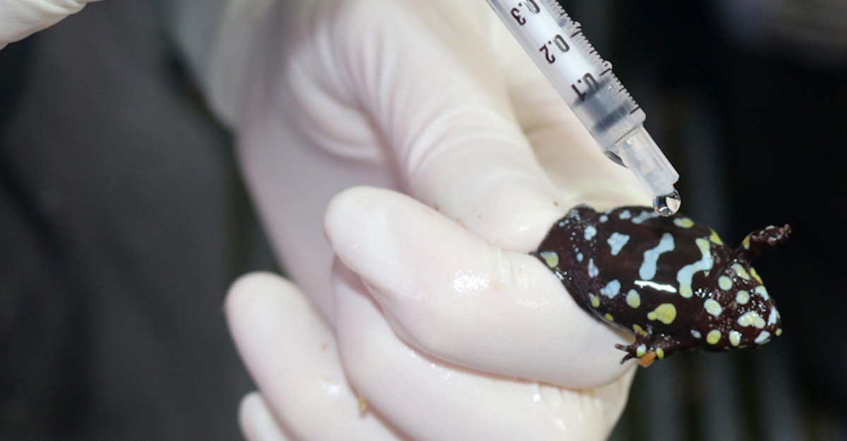 Can Reproductive Tech Save Frogs From Mass Extinction? - The Atlantic
