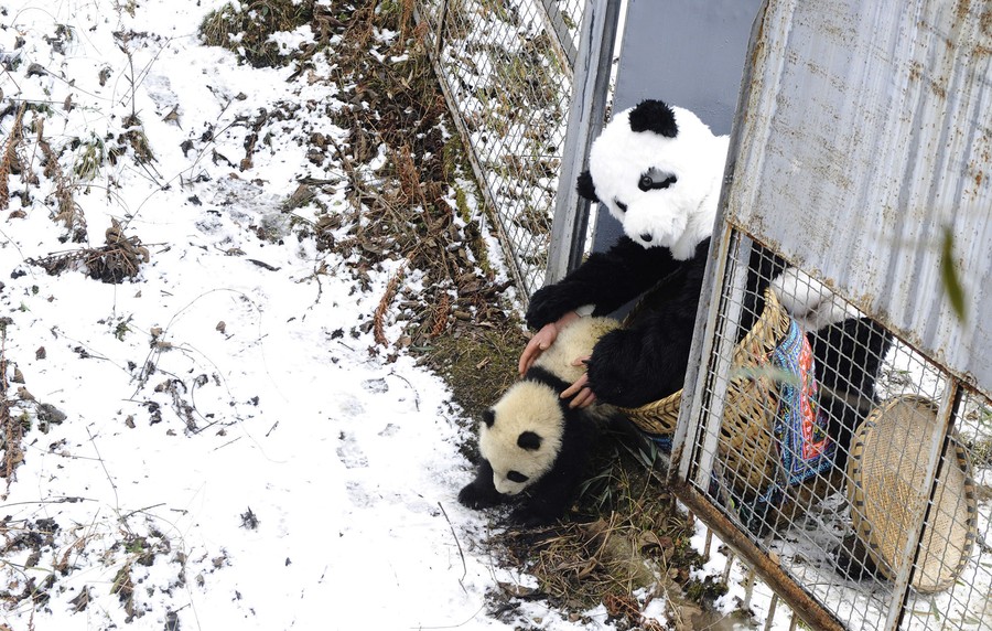 The Sichuan Giant Panda Bases and Sanctuaries - The Atlantic