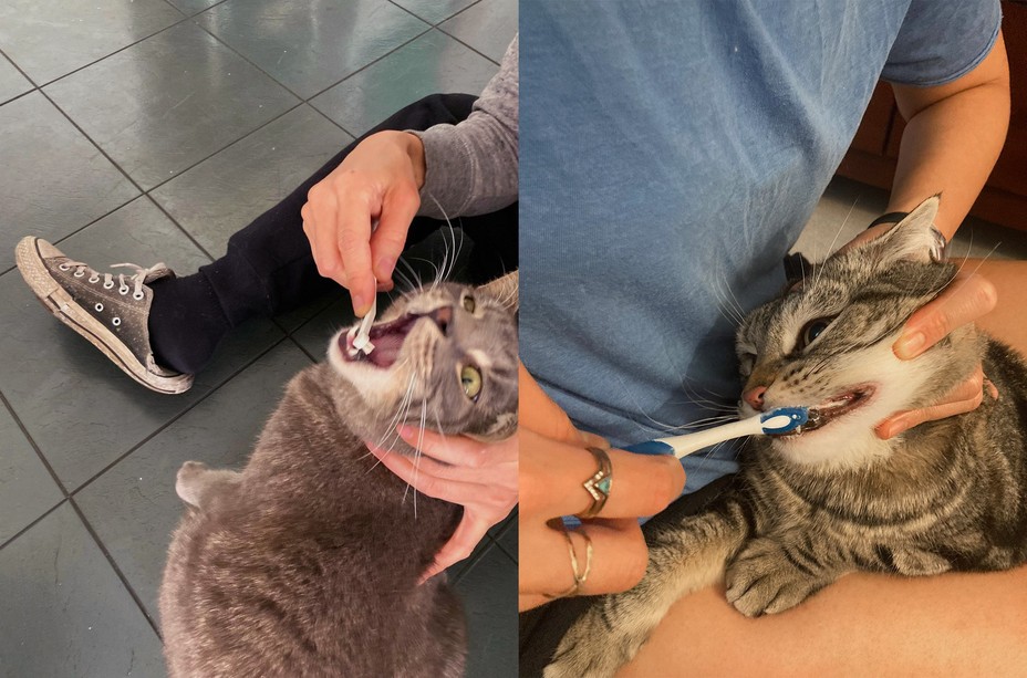 Brushing Your Cat’s Teeth Is a Great Idea Until You Actually Try It ...