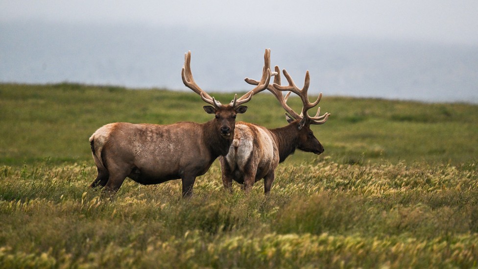 Humans Aren’t the Only Ones With Dialects - The Atlantic