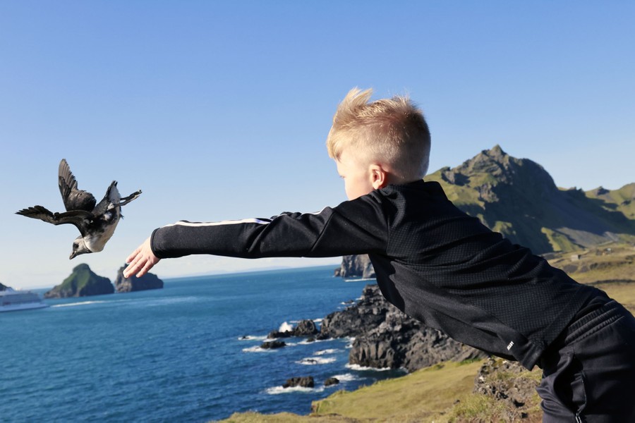 Puffling Rescue in Iceland - The Atlantic