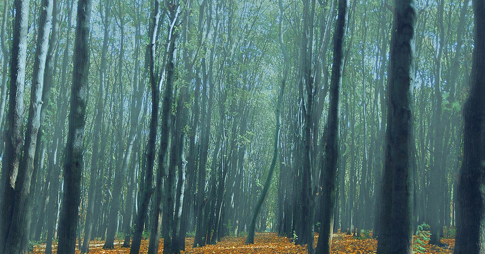 The Best Technology for Fighting Climate Change? Trees - The Atlantic