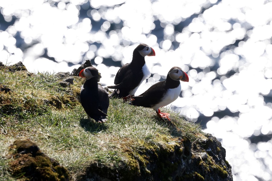Puffling Rescue in Iceland - The Atlantic