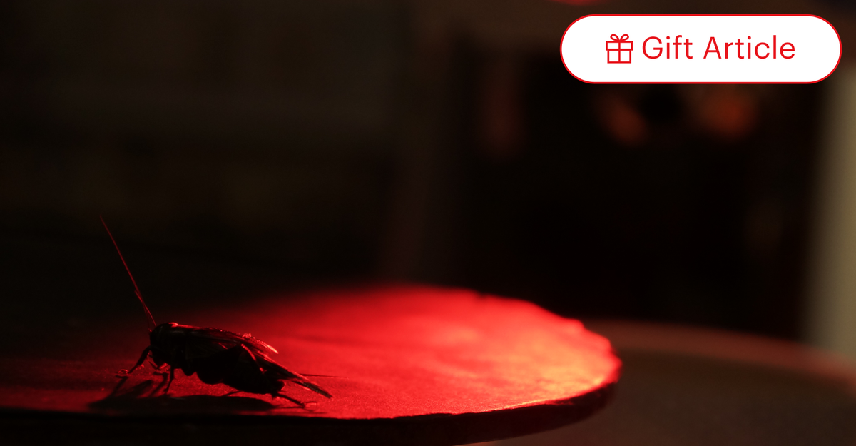 why crickets stop chirping