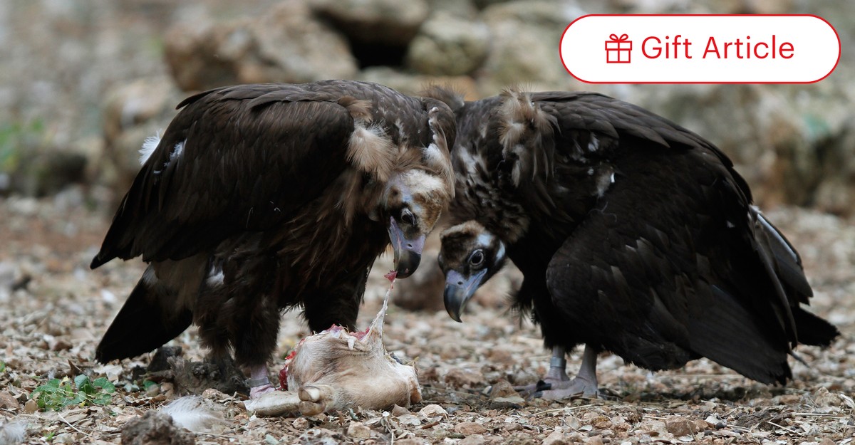gift vultures