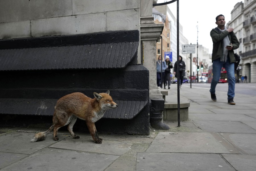 Photos: London’s Urban Foxes - The Atlantic