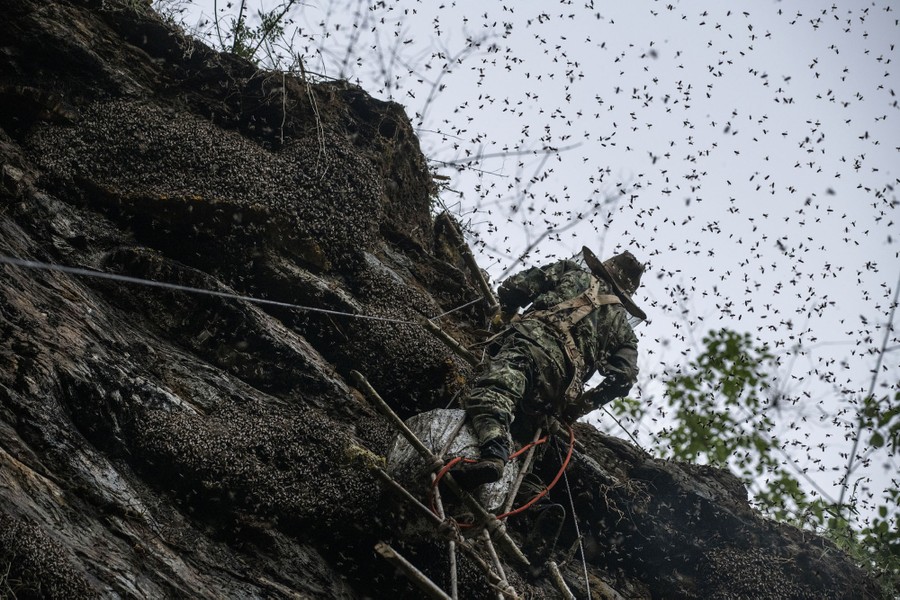Honey Hunting on the Cliffs of China’s Yunnan Province: Photos - The ...