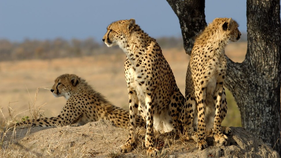 How to Find Cheetah Poop, and Other Stories From the Field - The Atlantic