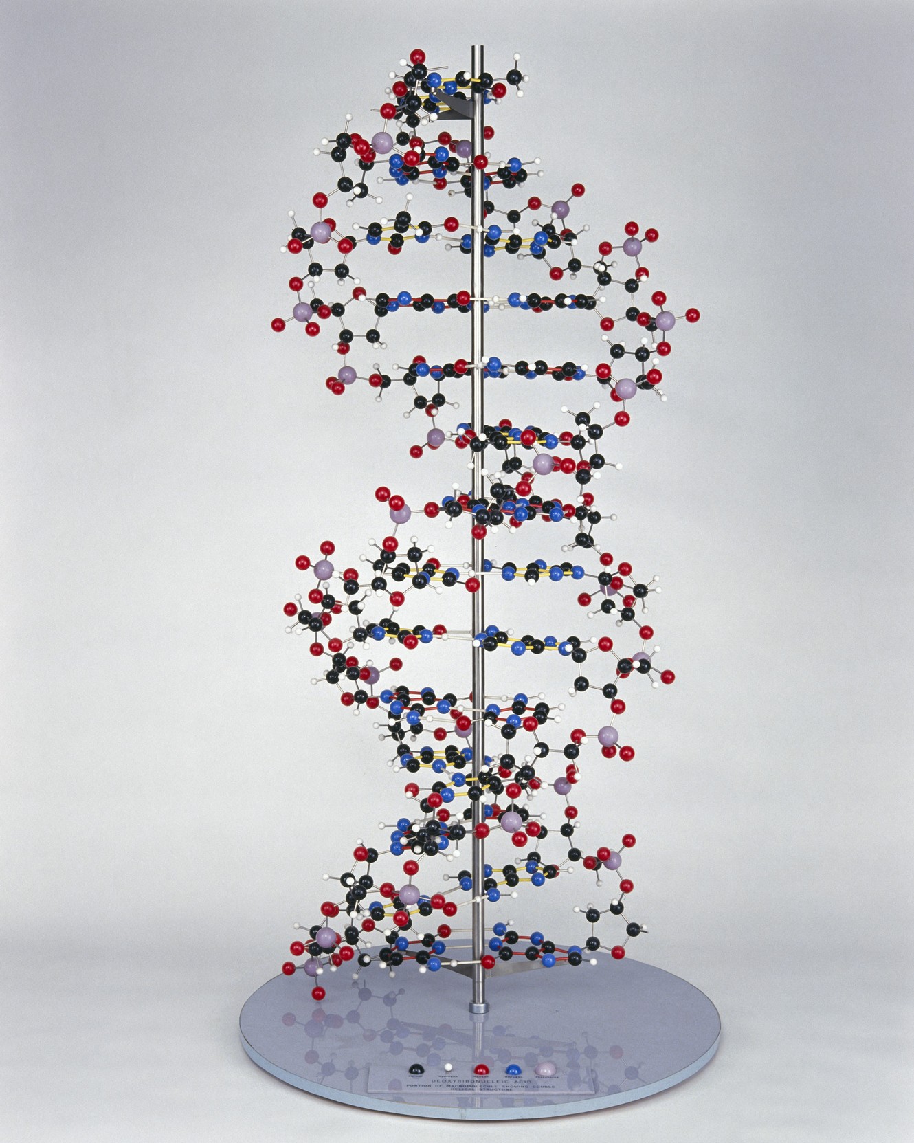 The Double Helix: The Discovery of the Structure of DNA - The Atlantic