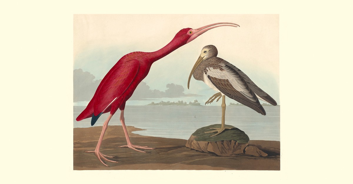 James Hurst: The Scarlet Ibis - The Atlantic