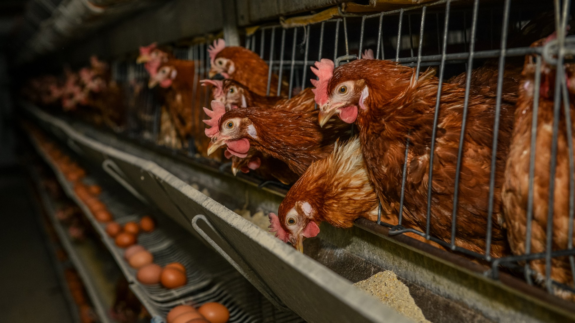 How bird flu is shaping people’s lives - The Atlantic