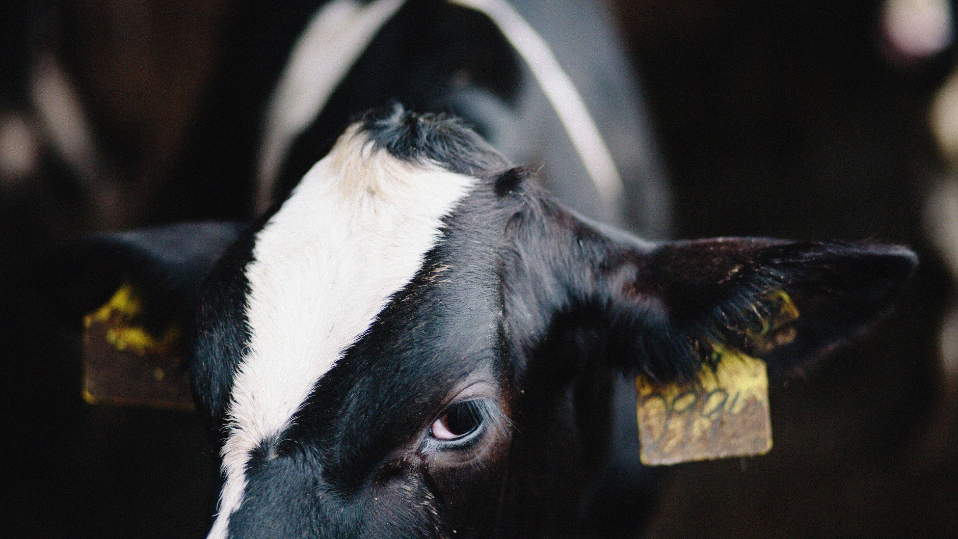 America’s Cows Are Making Too Much Butterfat - The Atlantic
